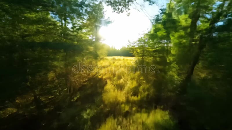 Sunlight through Trees in a Summer Forest Stock Footage - Video of ...