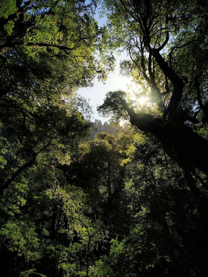 The Sunlight between the Trees Stock Image - Image of mountain, freedom ...