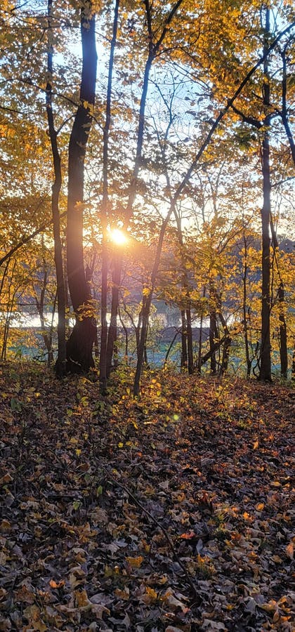 Sunlight through Trees stock image. Image of fall, autumn - 238955621