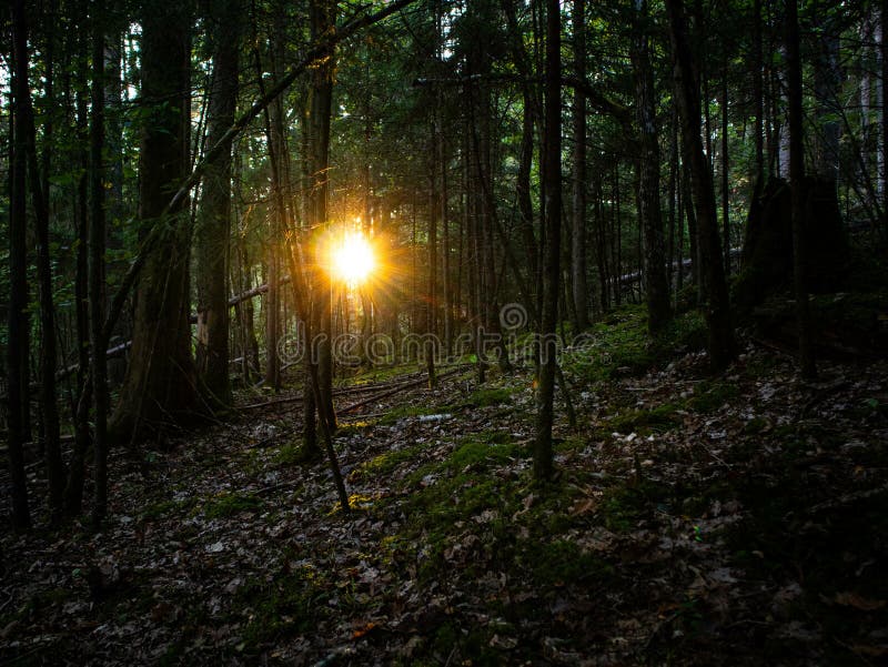 Sunlight Tries To Break through a Murky Forest of Trees Stock Photo ...