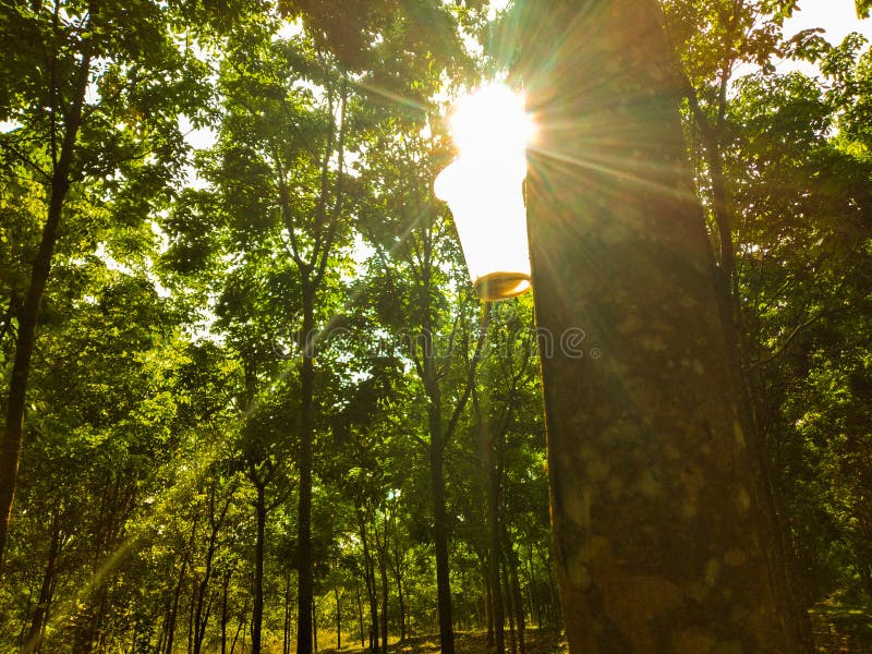 Sunlight in Tropical Rain Forest. Stock Image - Image of autumn ...