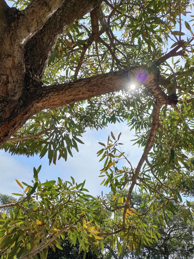 Sunlight trough tree leaf stock image. Image of tree - 269509345