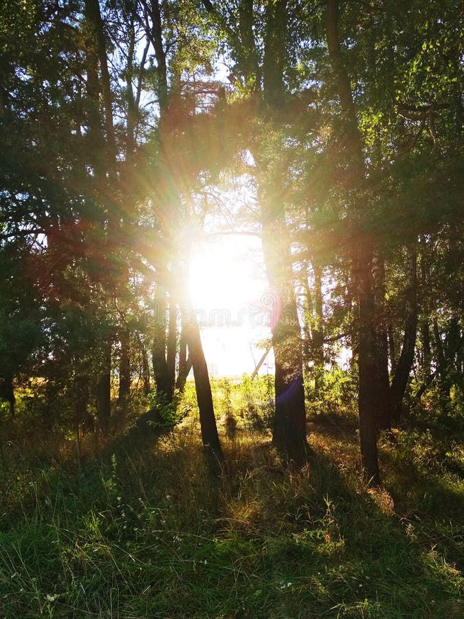 Sunlight through Tree Trunks in the Morning Stock Photo - Image of ...