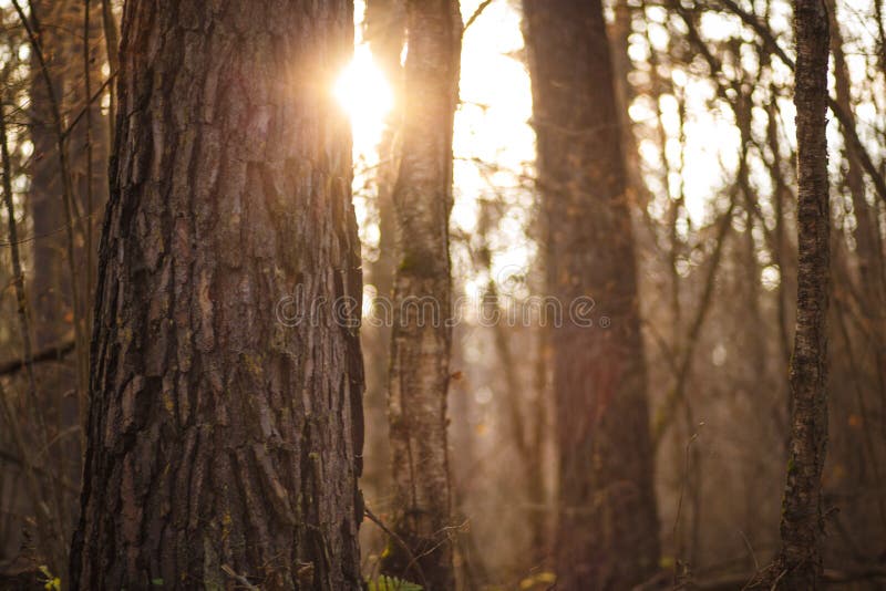 The Sunlight between the Trunks of the Trees at Sunset in the Woods ...