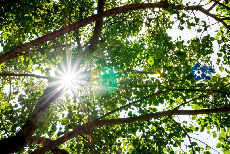 Sunlight Under the Shade of Trees Stock Image - Image of nature ...