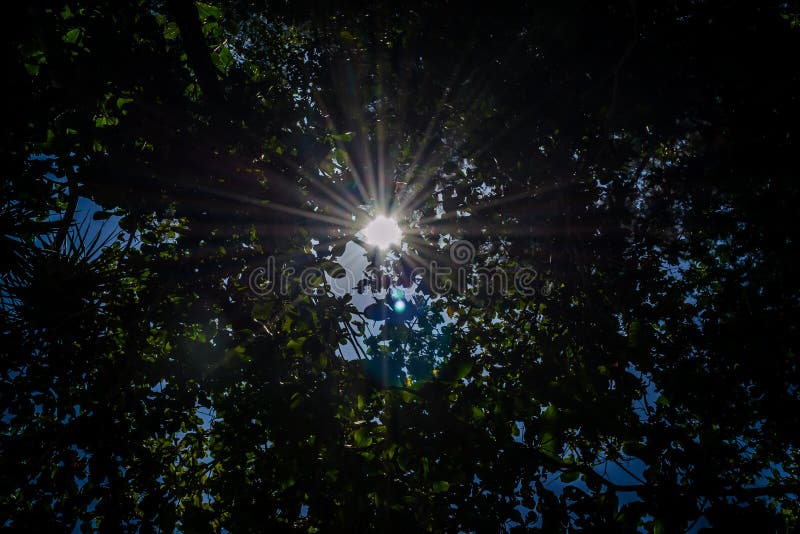 Sunlight under tree shade stock image. Image of sunlight - 50647031