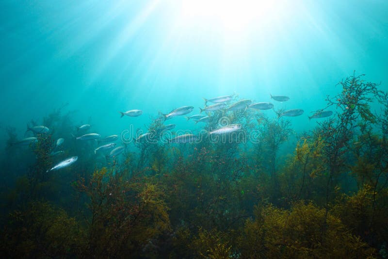 Sunlight Underwater with Bogue Fish and Algae in the Ocean Atlantic ...