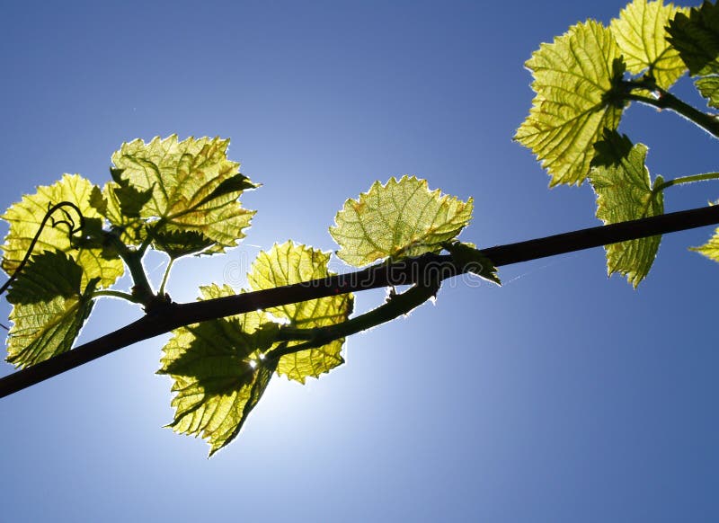 Sunlight through the Vines 2 Stock Image - Image of clear, vines: 7479663