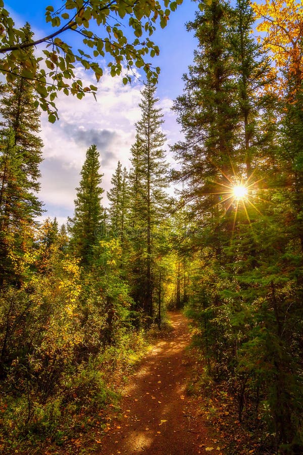 Sunlight Walkway through a Lush Fall Forest Stock Image - Image of ...