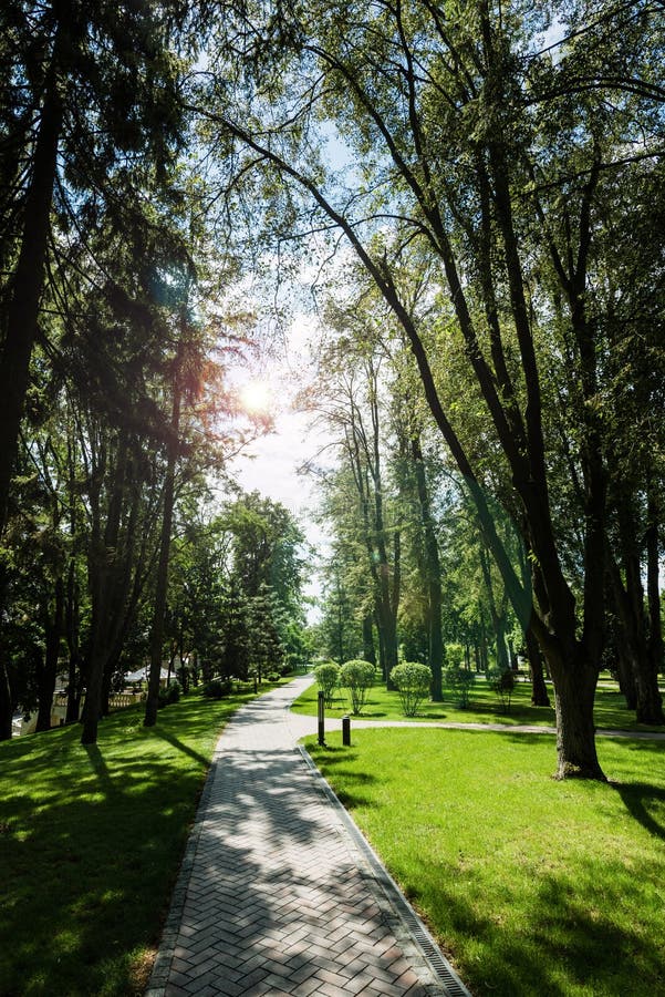 Sunlight on Walkway with Shadows from Trees Stock Photo - Image of ...