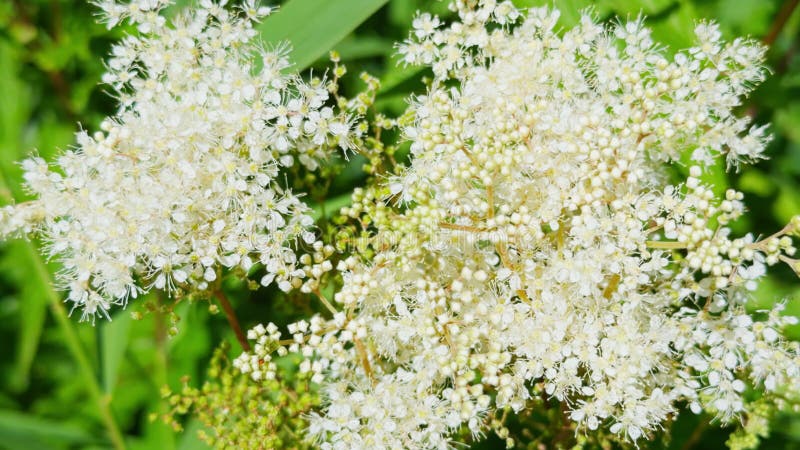 Sunlight through White Flowers with Green Leaves in the First Days of ...