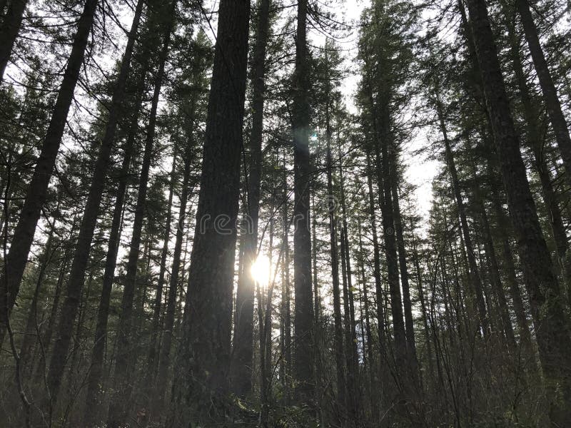 Sunlight through the woods stock image. Image of dense - 82972401