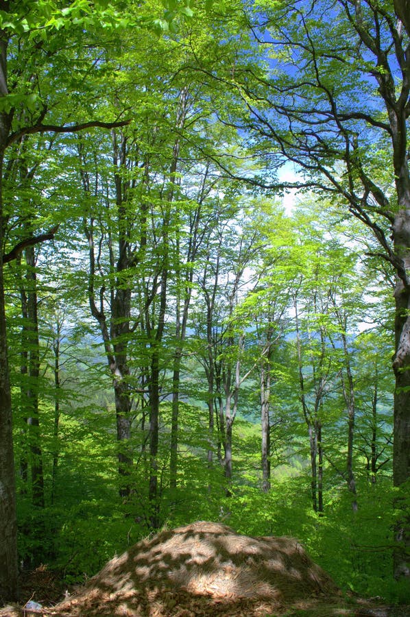 Sunlight in young forest stock image. Image of mountain - 60408777