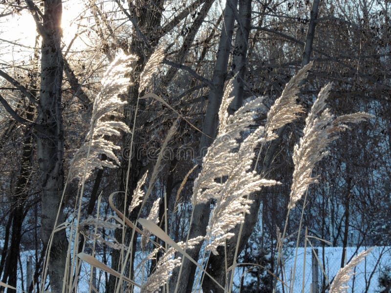 Sunlighted Reed Stock Photos - Free & Royalty-Free Stock Photos from ...