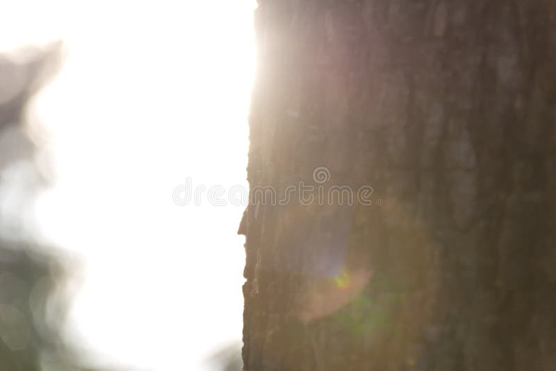 Sunlighting pass of tree stock image. Image of morning - 104174801