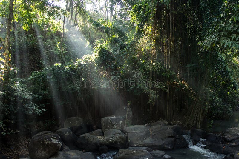 Sunlights in jungle stock image. Image of dense, wilderness - 32678301