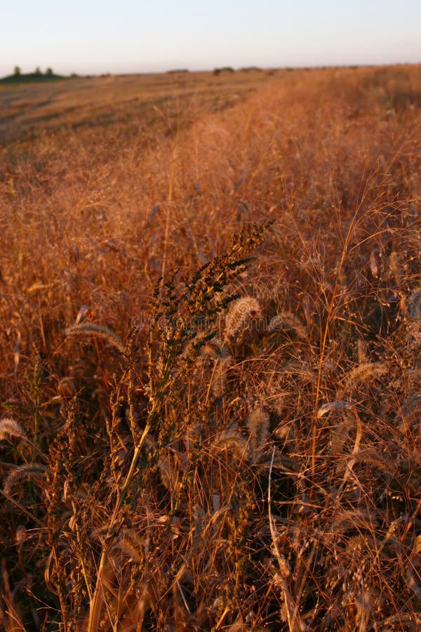 Sunlit Autumn Foliage in Open Field with Blue Sky Horizon at Sunset ...