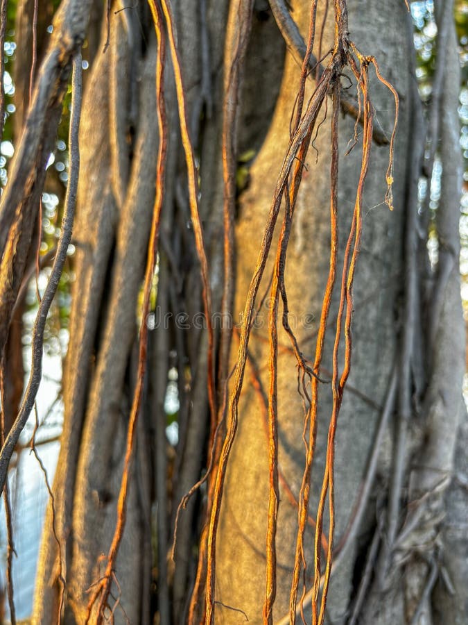 Sunlit Banyan Tree with Intricate Root System Stock Photo - Image of ...