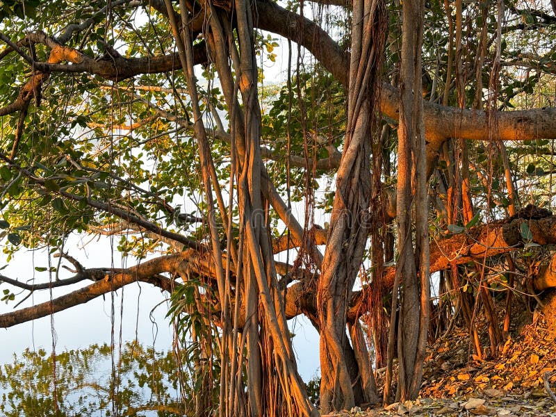 Sunlit Banyan Tree with Intricate Root System Stock Image - Image of ...