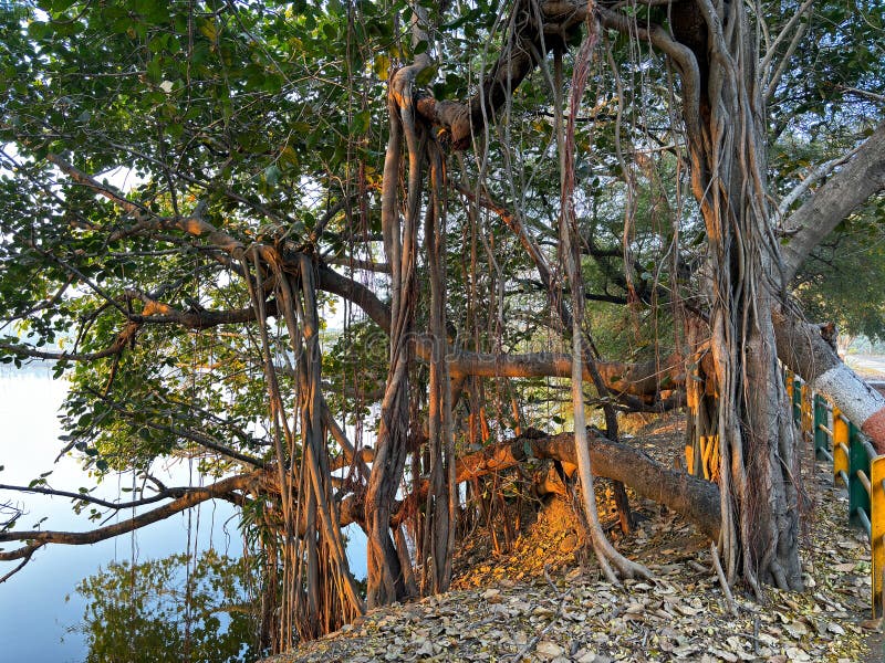 Sunlit Banyan Tree with Intricate Root System Stock Image - Image of ...