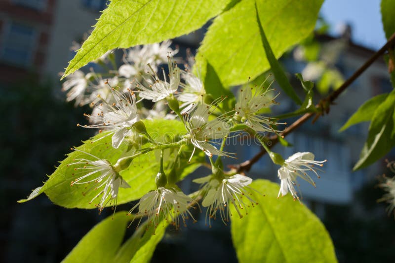 Sunlit Blooming Tree Branches and Green Leaves in Hazy Early Morning ...