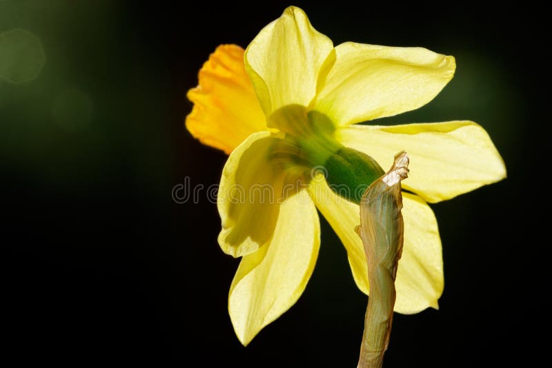 Sunlit daffodil stock image. Image of winter, petals - 21366343