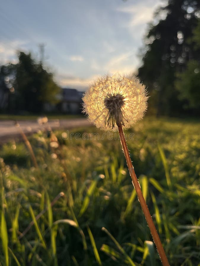 Sunlit Dandelion on a Background of Young Nature. Background for ...