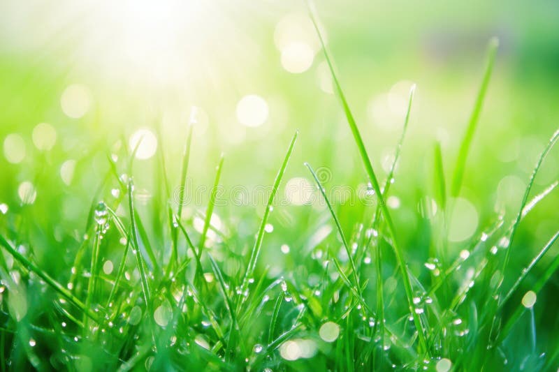 Sunlit Dew on Fresh Green Grass - Nature Background in Spring Morning ...