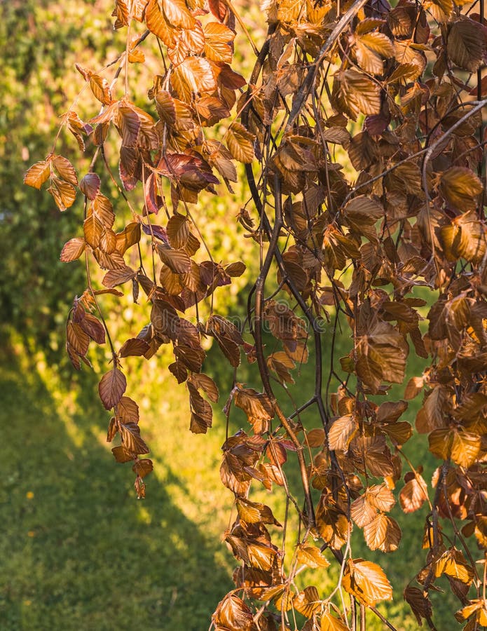 Sunlit Drooping Branches of a Beech Tree with Brown Leaves Stock Image ...