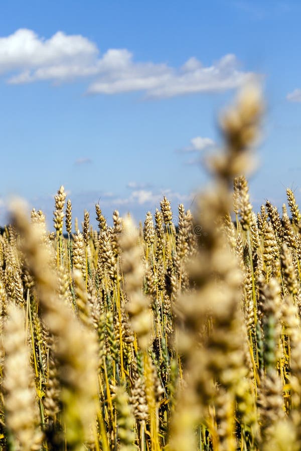 Sunlit Field of Amazing Grass Ivan-Chay, Kiprey Stock Image - Image of ...