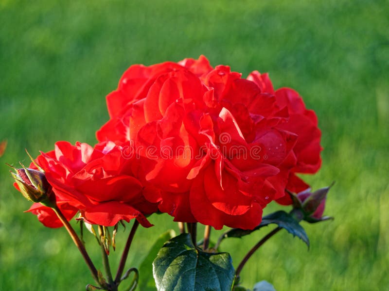 Sunlit Flowers and Rosebud Close Up Stock Photo - Image of freshness ...