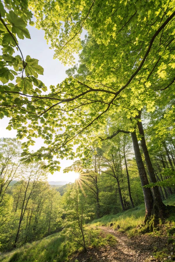 Sunlit Foliage in the Forest Stock Illustration - Illustration of ...