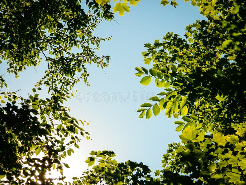 Sunlit Foliage stock image. Image of canopy, blue, horticulture - 31390231