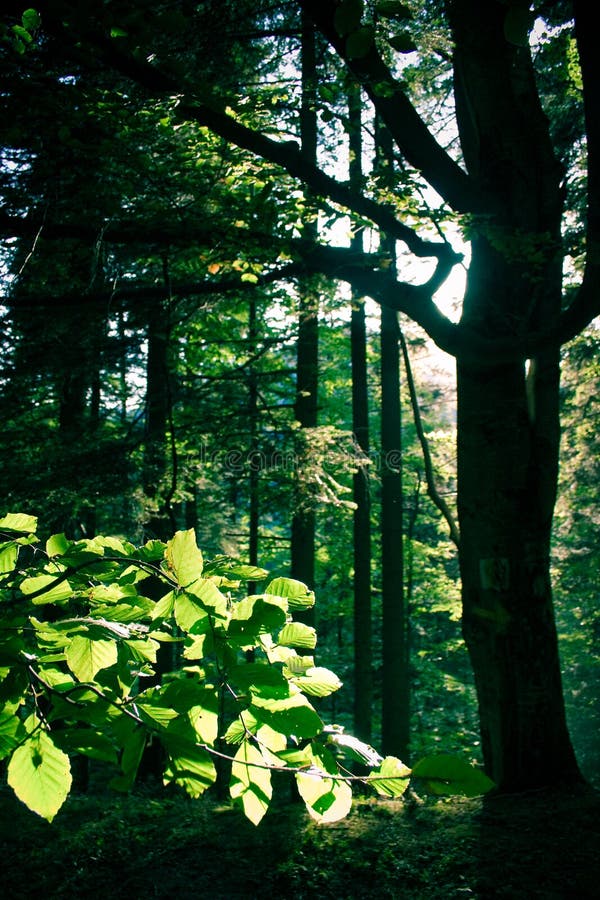 Sunlit Forest stock photo. Image of woodland, dense, peaceful - 2156570
