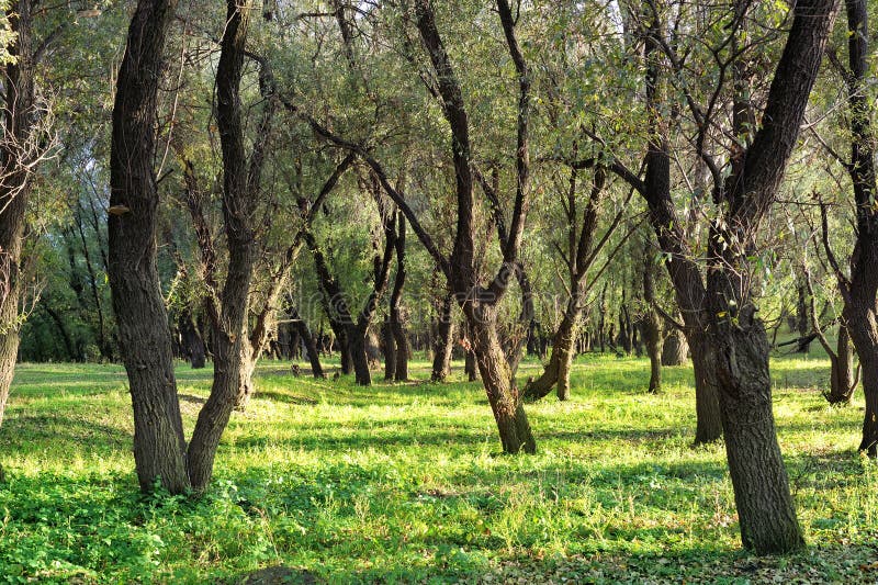 Sunlit forest stock image. Image of beautiful, shadow - 21753203