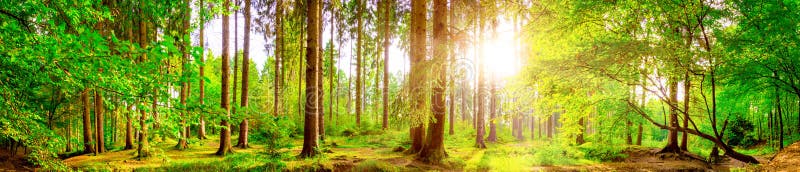 Sunlit forest stock photo. Image of alone, habitat, greenery - 185478566