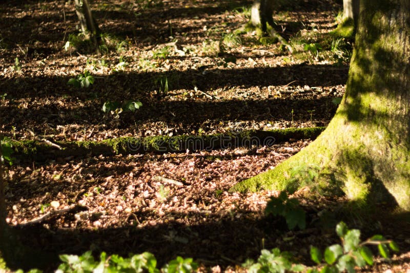 Sunlit Forest Floor with Tree Trunks and Dappled Shadows Stock Photo ...