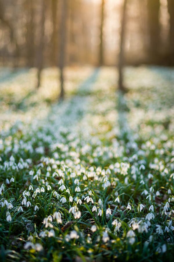 Sunlit Forest Full of Snowdrop Flowers in Spring Season Stock Image ...