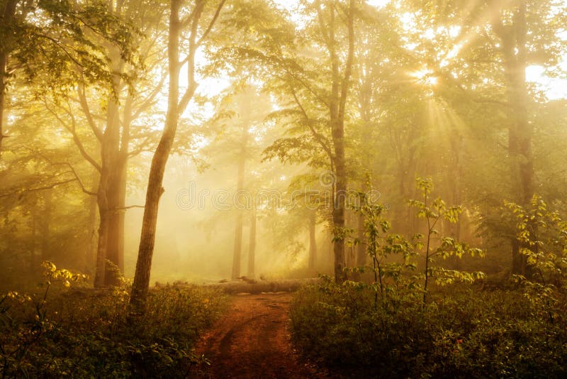 Sunlit Nature Path Stock Images - Download 2,220 Royalty Free Photos