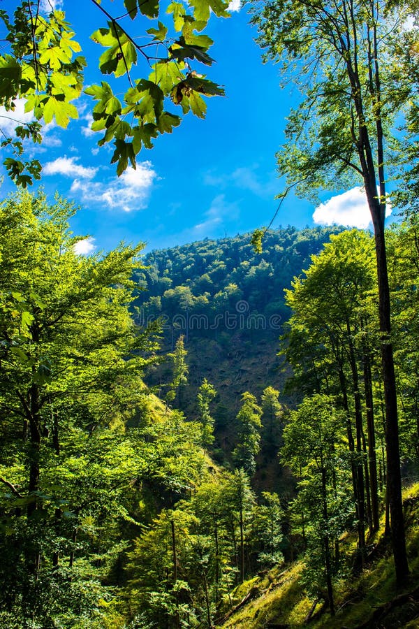 Sunlit Forest on Mountain in Austria Stock Photo - Image of silence ...