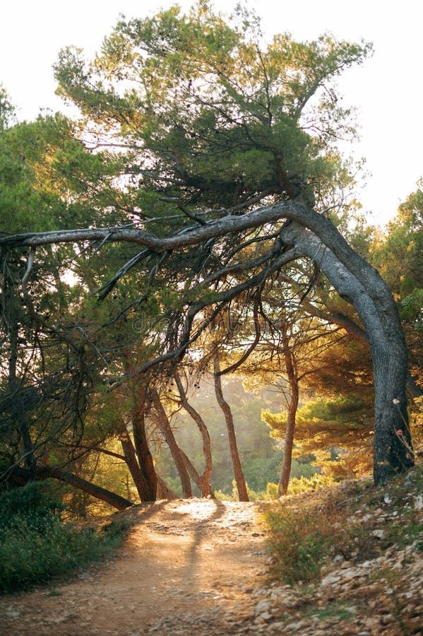 Sunlit Forest Path with Arching Trees Stock Image - Image of road ...
