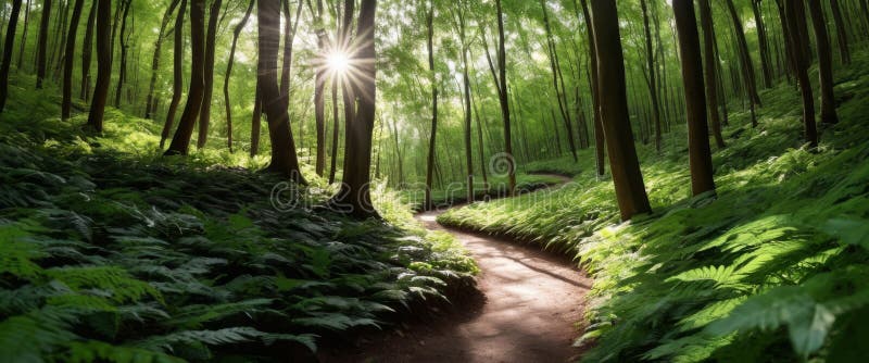 Sunlit Forest Path through Lush Green Foliage in Peaceful Woods Stock ...
