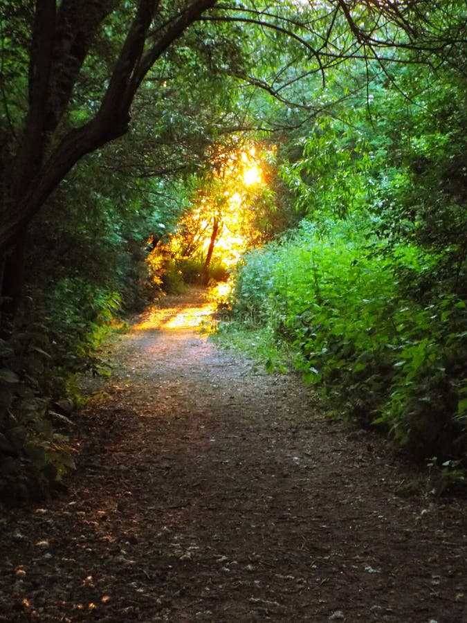 Sunlit Forest Path stock image. Image of canopy, sunlit - 114240669