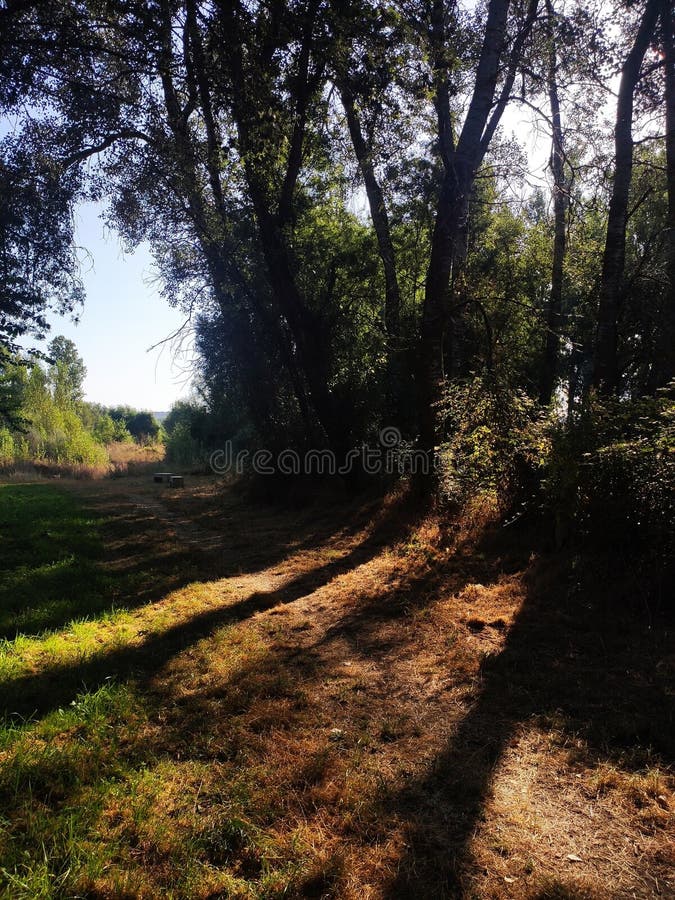 Sunlit Forest Path in Spain with Shadow Patterns on the Ground Stock ...