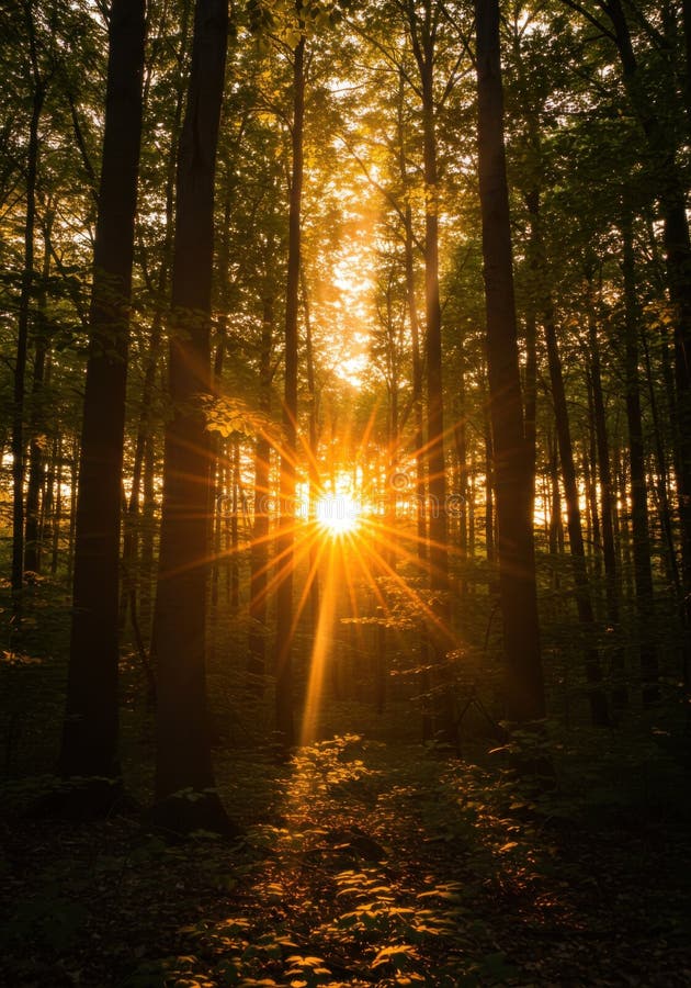 Sunlit Forest Path at Sunset Stock Illustration - Illustration of sunbeam, tranquil: 382113246