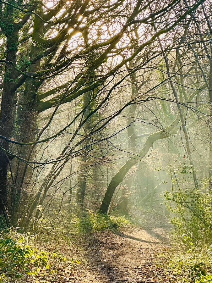 Sunlit Forest Path Surrounded by Trees and Morning Haze Stock Photo ...