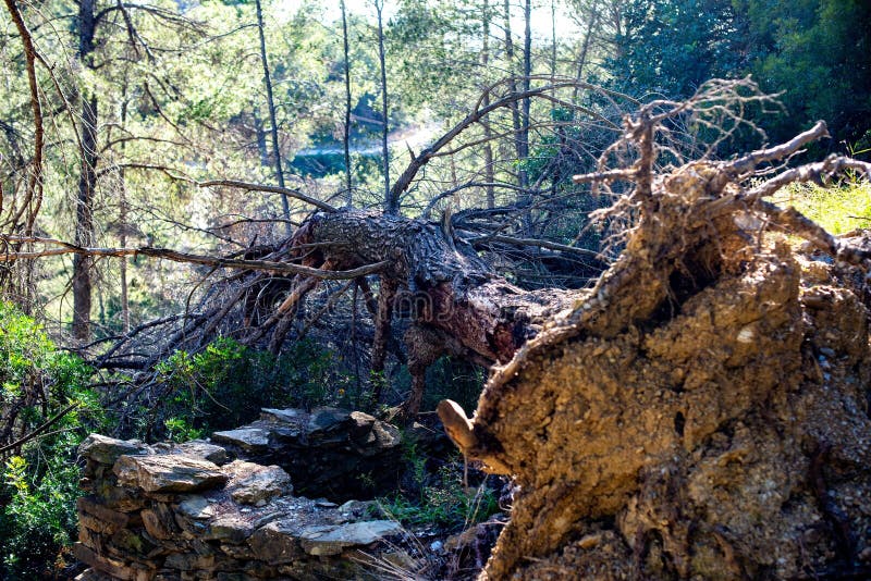 Sunlit Forest Scene with a Log with Long Sharp Branches Stock Photo ...