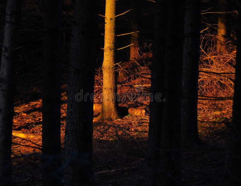 Sunlit forest at sunset stock photo. Image of sunset - 52998076