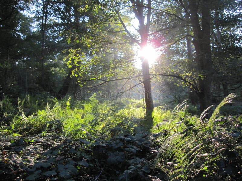 Sunlit Forest stock photo. Image of forest, bright, green - 128446556