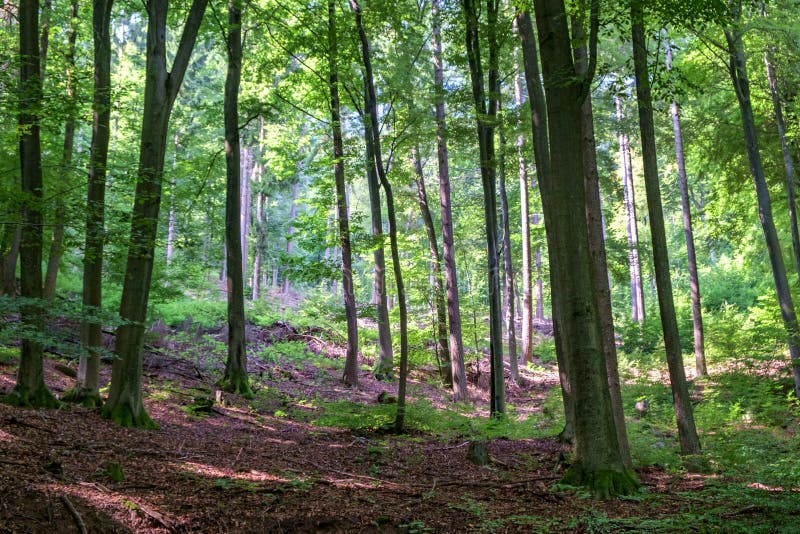 Summer Woods stock photo. Image of nature, wilderness - 108662246